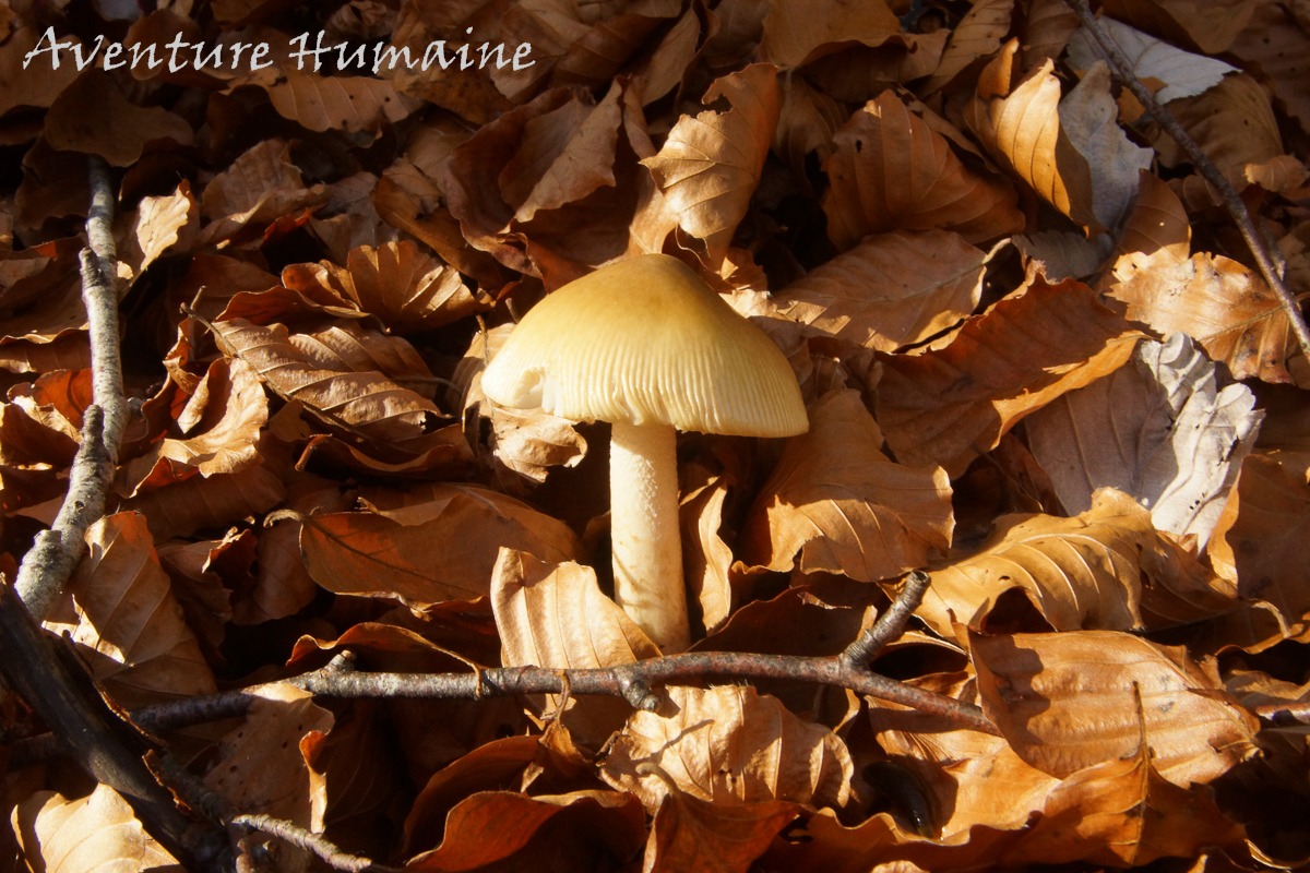 Reconnaître les champignons comestibles. Cueillir les bons champignons